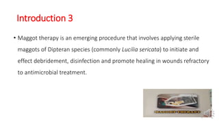 Maggot Debridement Therapy, Experience from Kano-Nigeria in West Africa ...