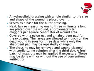 Maggots therapy | PPTX