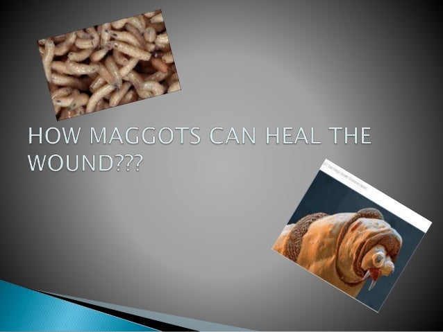 Maggots therapy
