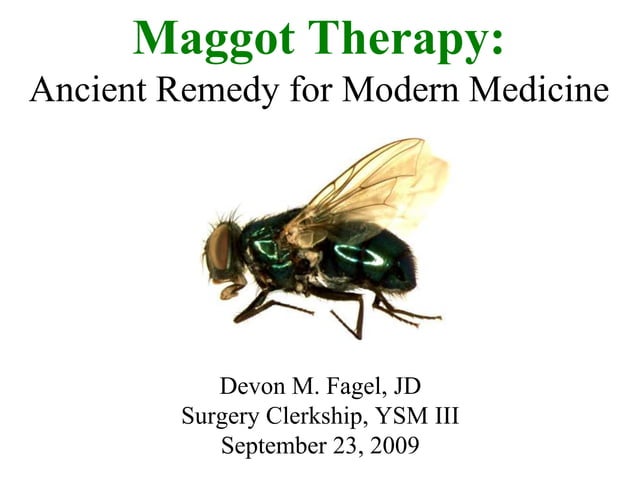 Maggot Therapy | PPTX | First Aid | Injuries