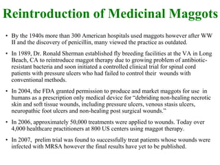 Maggot Therapy | PPTX