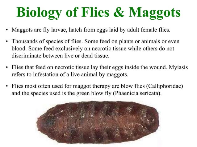Maggot Therapy | PPTX | First Aid | Injuries