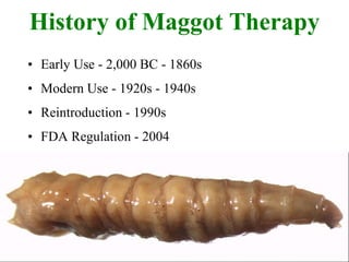 Maggot Therapy | PPTX