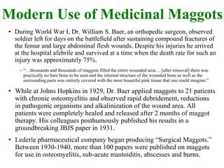 Maggot Therapy | PPTX