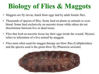 Medicinal Maggots
