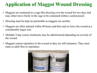 Maggot Therapy Dressings
