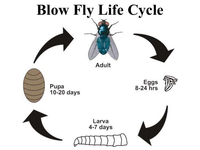 Maggots Life Cycle