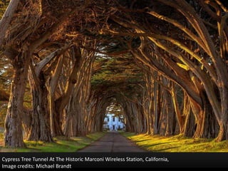 Magical Tree Tunnels | PPTX