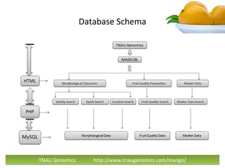 MAGICDB : Mango Genetic stocks Identification and Characterisation Data ...