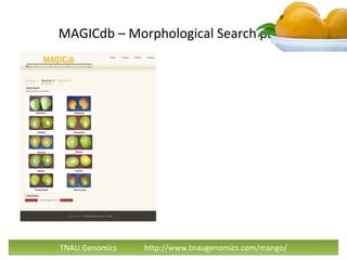 MAGICDB : Mango Genetic stocks Identification and Characterisation Data ...