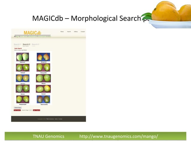 MAGICDB : Mango Genetic stocks Identification and Characterisation Data ...