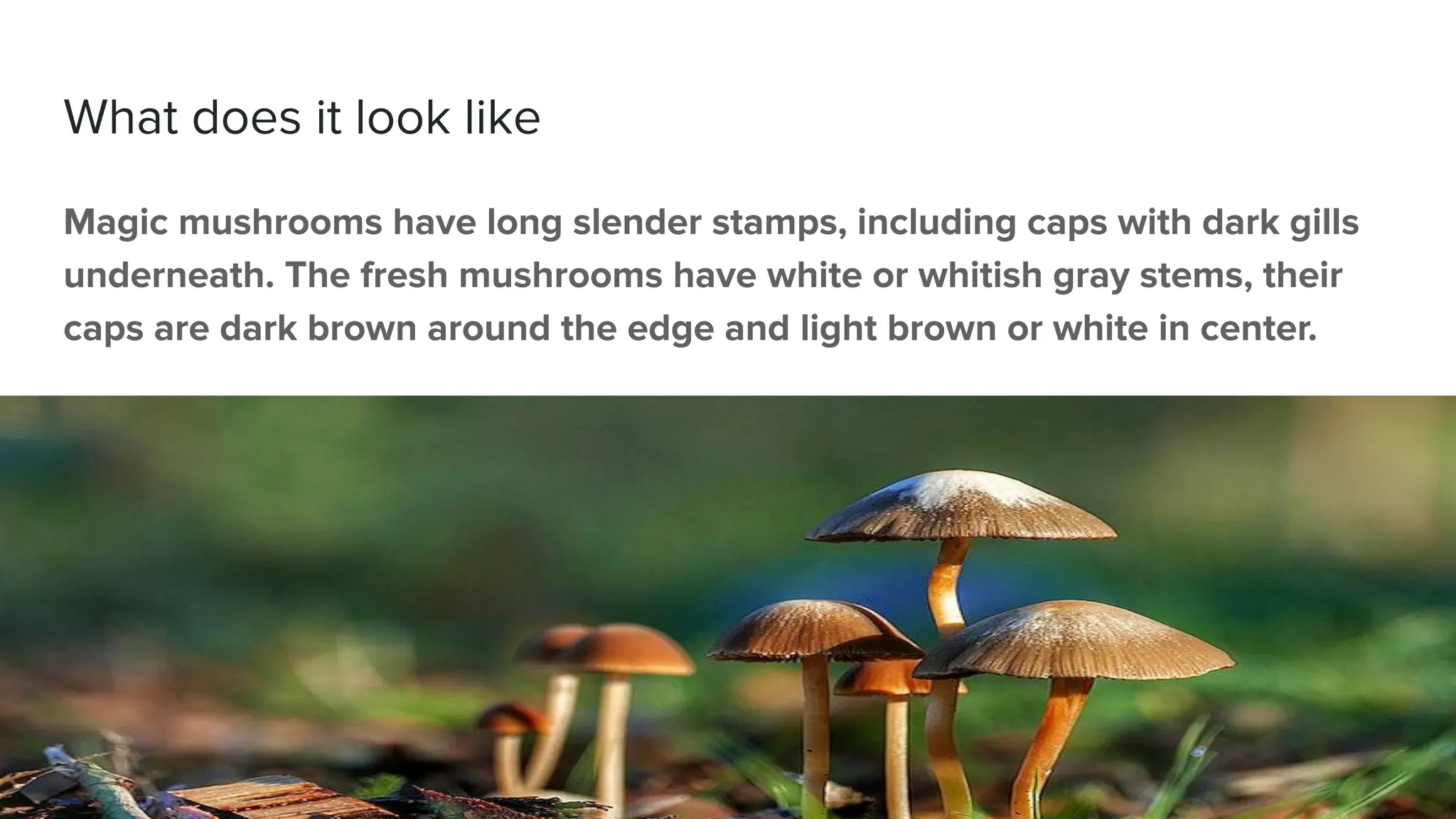 magic mushroom slides and presentation!! | PDF