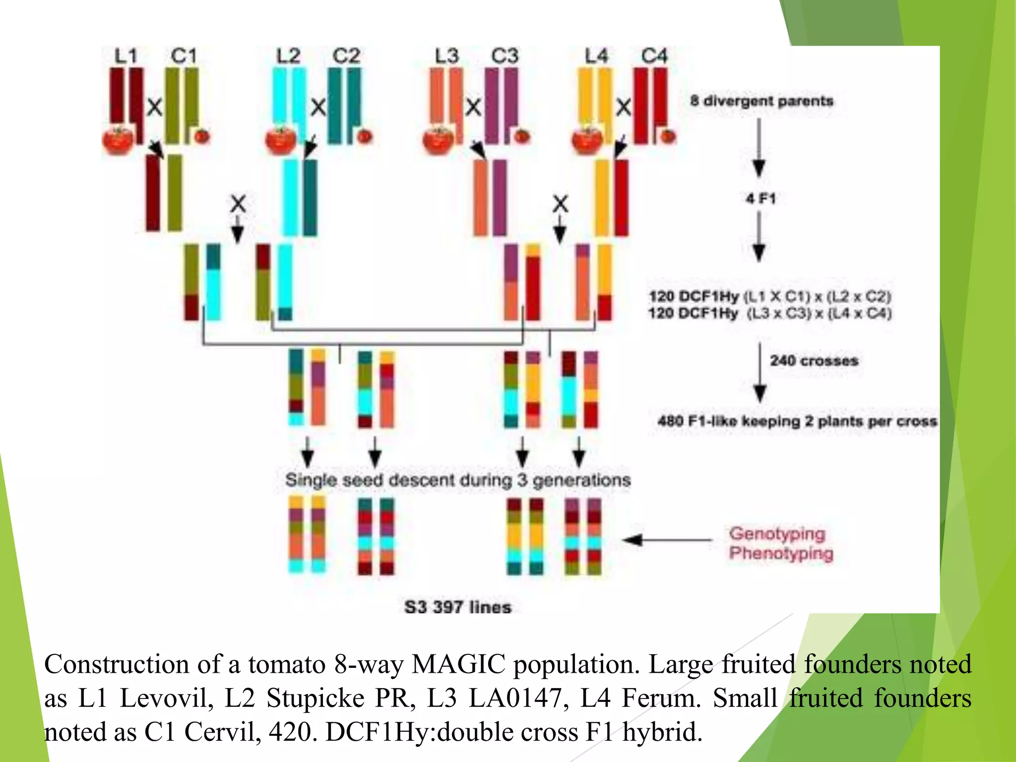 Magic population | PPTX