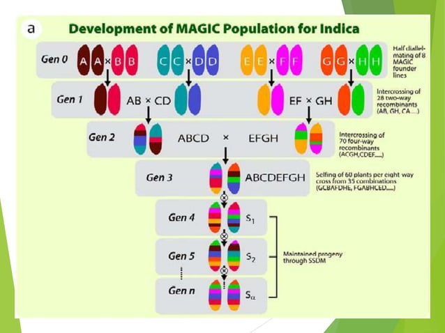 Magic population | PPTX