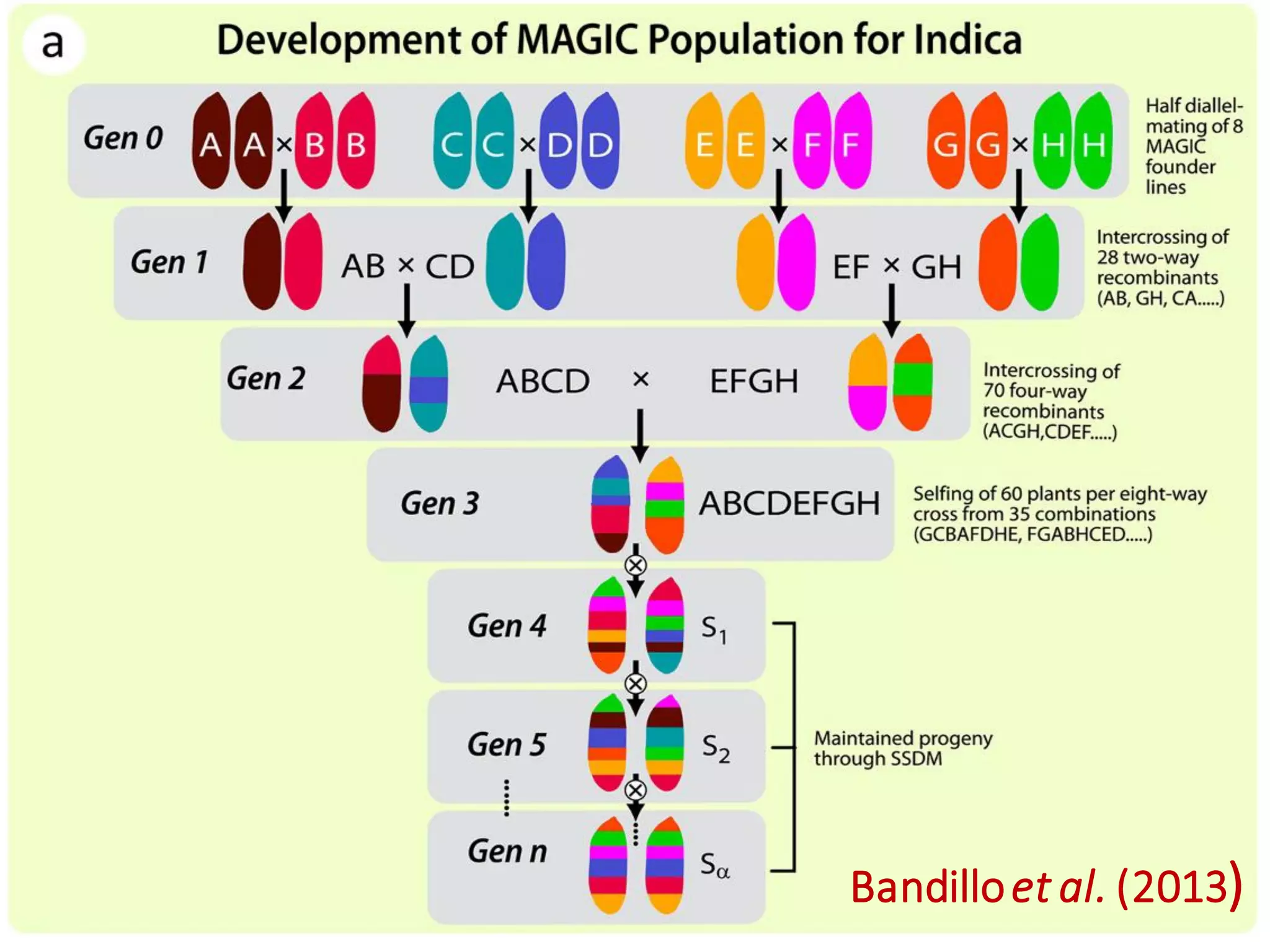 MAGIC populations and its role in crop improvement | PDF