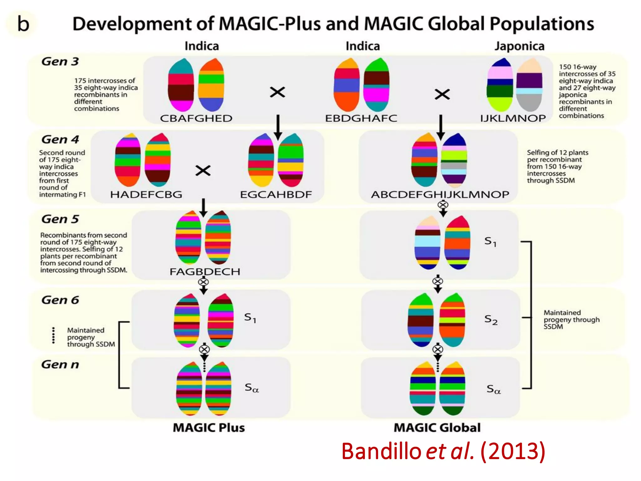 MAGIC populations and its role in crop improvement | PDF