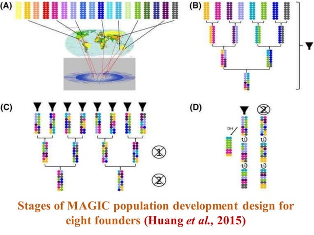 MAGIC populations and its role in crop improvement | PDF