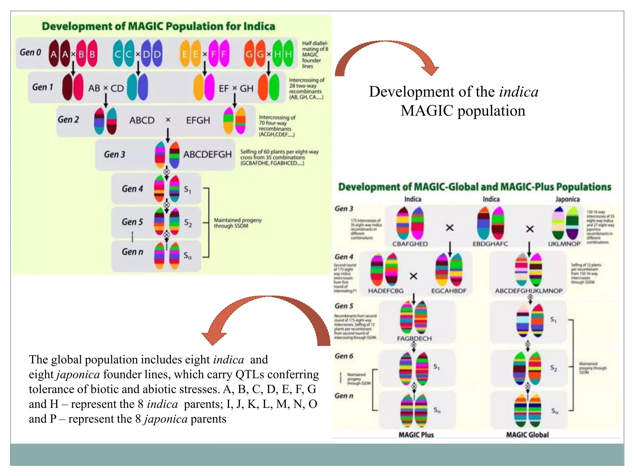 MAGIC population and its application in crop improvement | PPTX