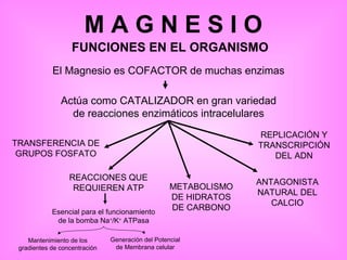 Magnesio | PDF