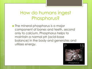 Magnesium & phosphorus | PPTX