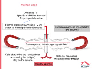 Magnetic Activated Cell Sorting (MACS) | PDF