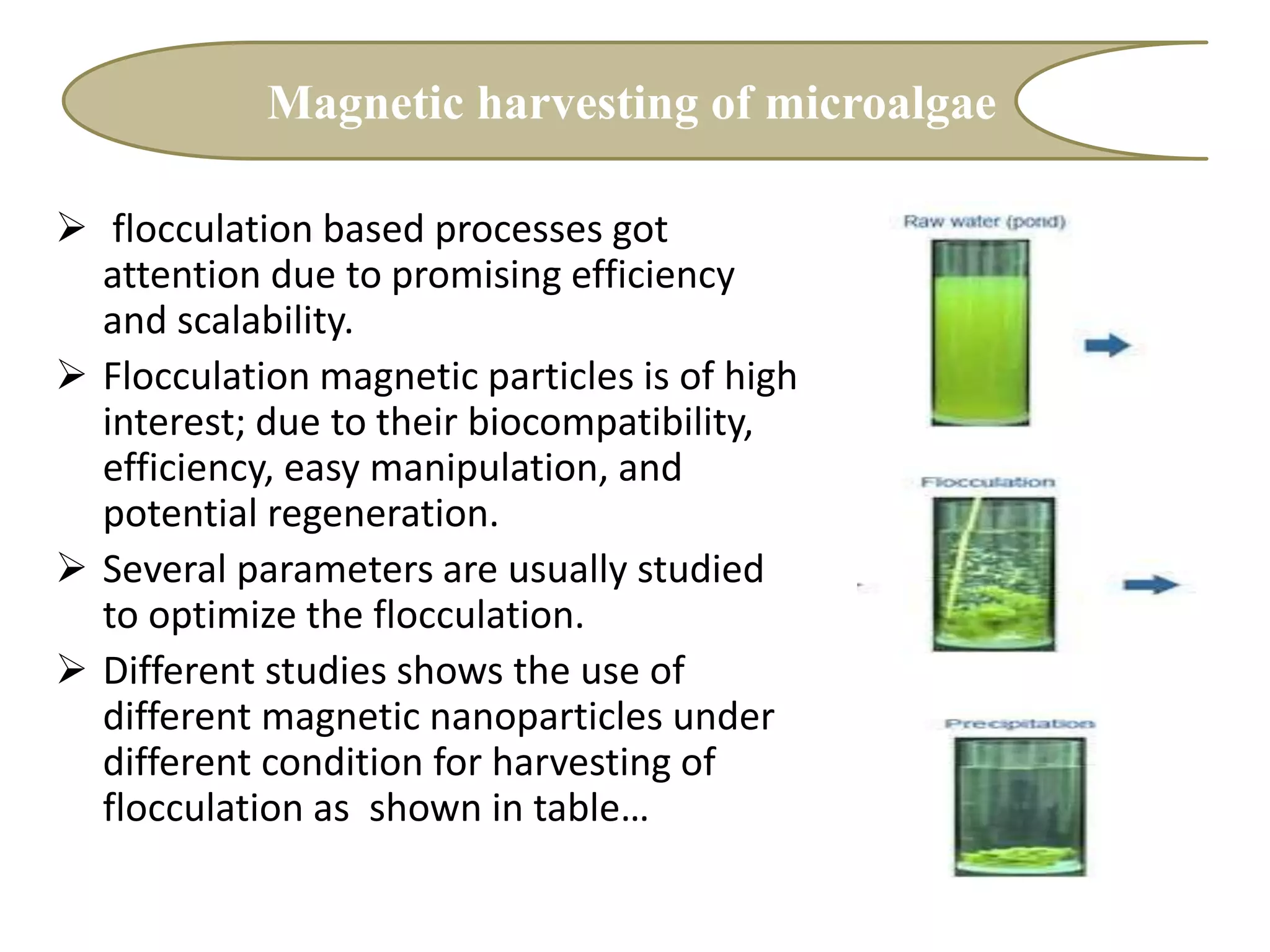 Magnetic particles in algae biotechnology | PPTX | Biological Sciences | Science
