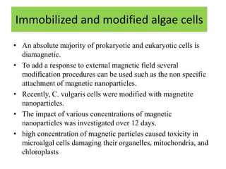 Magnetic particles in algae biotechnology | PPT
