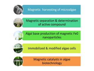 Magnetic particles in algae biotechnology | PPTX | Biological Sciences | Science
