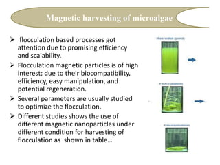 Magnetic particles in algae biotechnology | PPTX | Biological Sciences | Science