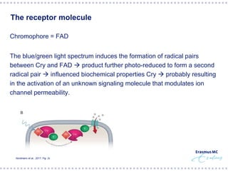 Magnetoreception.pptx