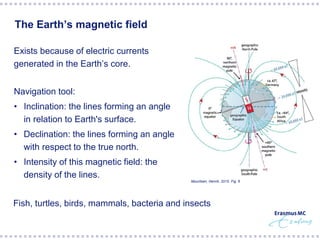 Magnetoreception.pptx