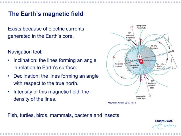Magnetoreception.pptx