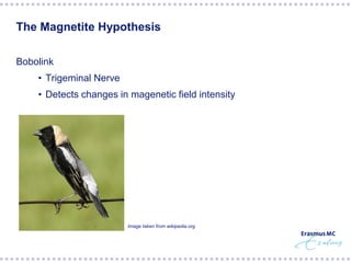 Magnetoreception.pptx