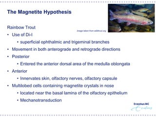 Magnetoreception.pptx