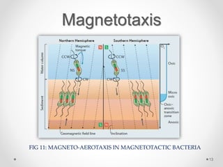 Magnetosome | Magnetotactic bacteria (MTB) | | PPTX