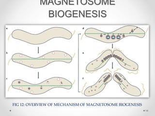 Magnetosome | Magnetotactic bacteria (MTB) | | PPTX