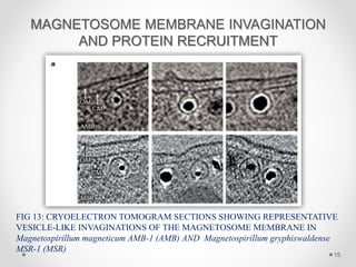 Magnetosome | Magnetotactic bacteria (MTB) | | PPTX