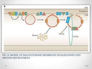Magnetosome | Magnetotactic bacteria (MTB) | | PPTX
