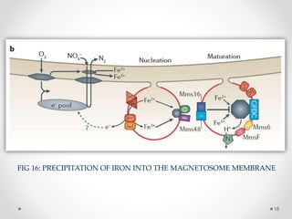 Magnetosome | Magnetotactic bacteria (MTB) | | PPTX