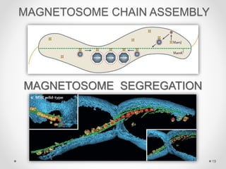Magnetosome | Magnetotactic bacteria (MTB) | | PPTX