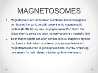 Magnetosome | Magnetotactic bacteria (MTB) | | PPTX