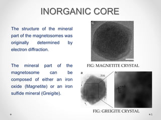 Magnetosome | Magnetotactic bacteria (MTB) | | PPTX