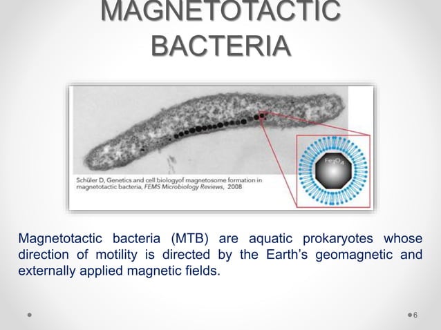Magnetosome | Magnetotactic bacteria (MTB) | | PPTX