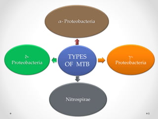 Magnetosome | Magnetotactic bacteria (MTB) | | PPTX