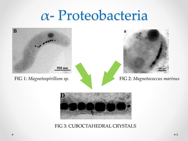 Magnetosome | Magnetotactic bacteria (MTB) | | PPTX