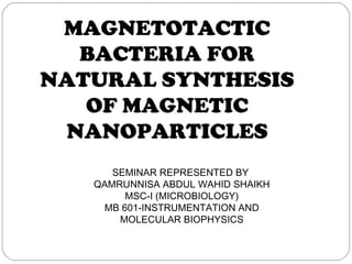 Magnetotactic bacteria. | PPT
