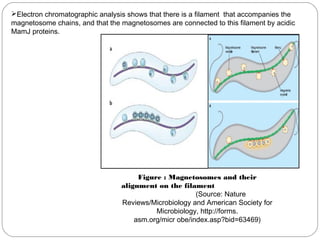 Magnetotactic bacteria. | PPT