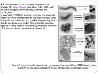 Magnetotactic bacteria. | PPT