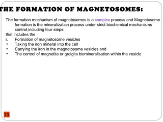 Magnetotactic bacteria. | PPT