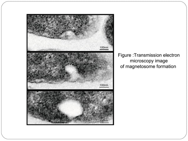 Magnetotactic bacteria. | PPT | Geology | Science